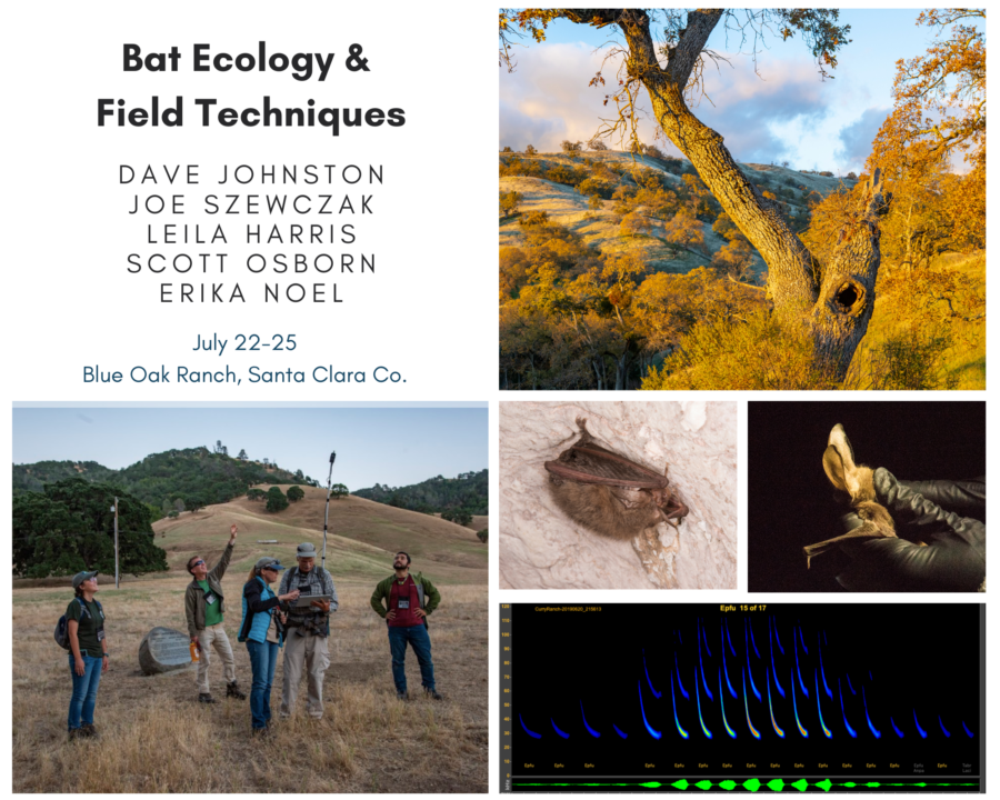 Bat Ecology & Field Techniques – The Western Section of the Wildlife ...