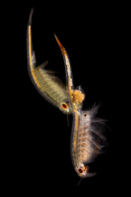 Vernal Pool Branchiopods – The Western Section of the Wildlife Society